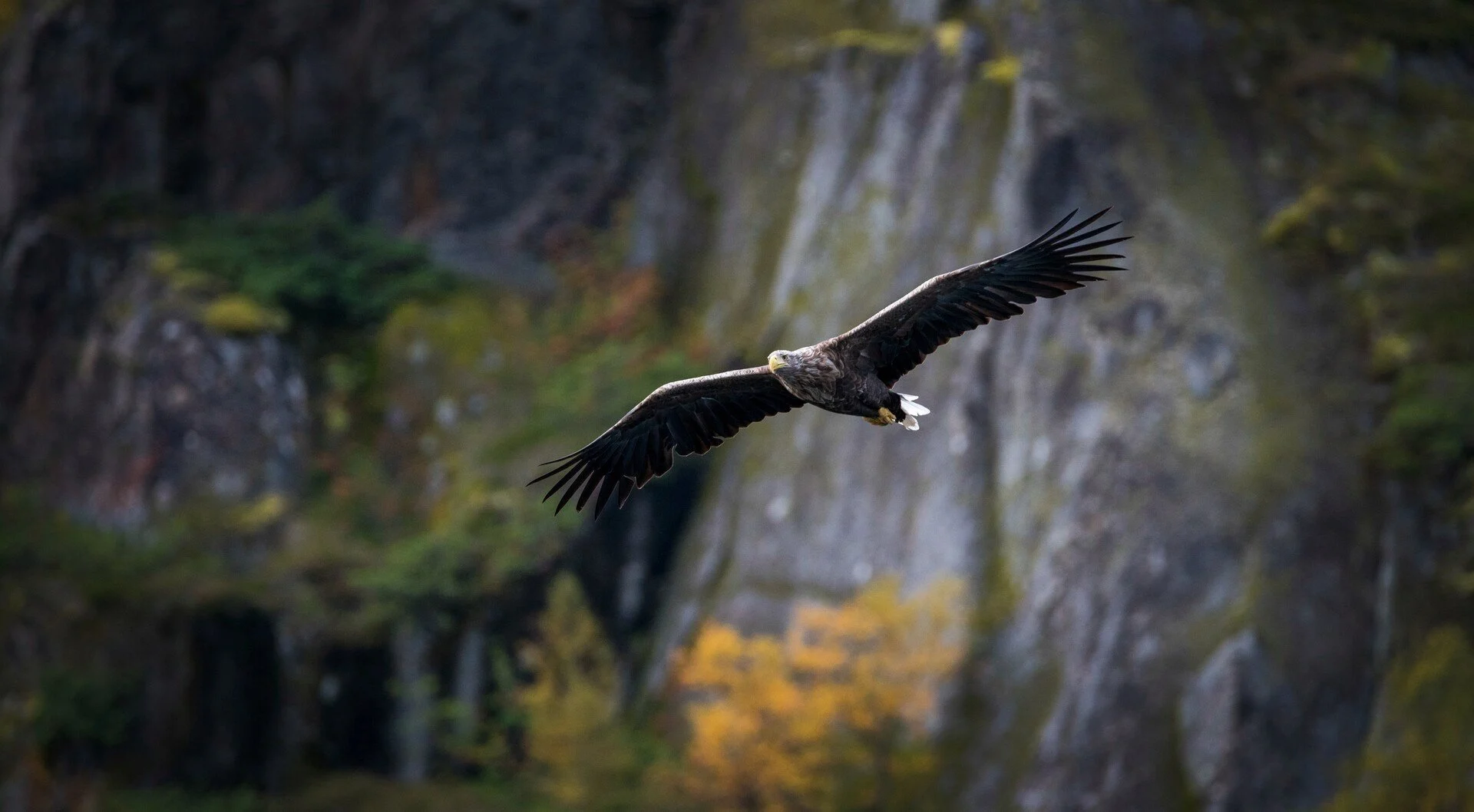 Sea Eagles | White-Tailed Eagle | Hurtigruten US