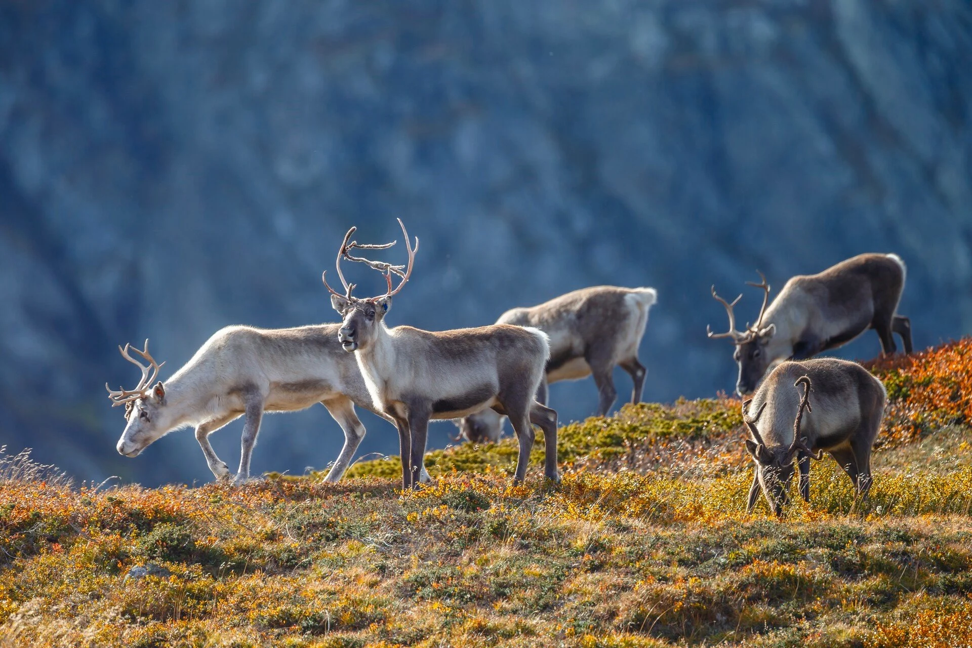 Reindeer | Wildlife in Norway | Hurtigruten