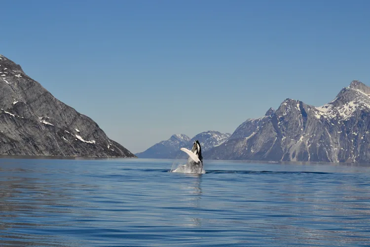 Whales of Norway | Norwegian Coast Wildlife | Hurtigruten UK