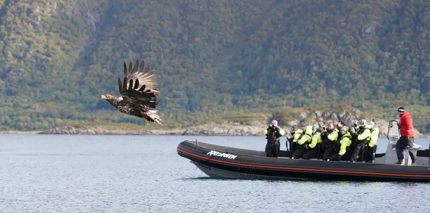 Lofoten RIB & Sea Eagle Adventure | Norway Excursion | Hurtigruten AU