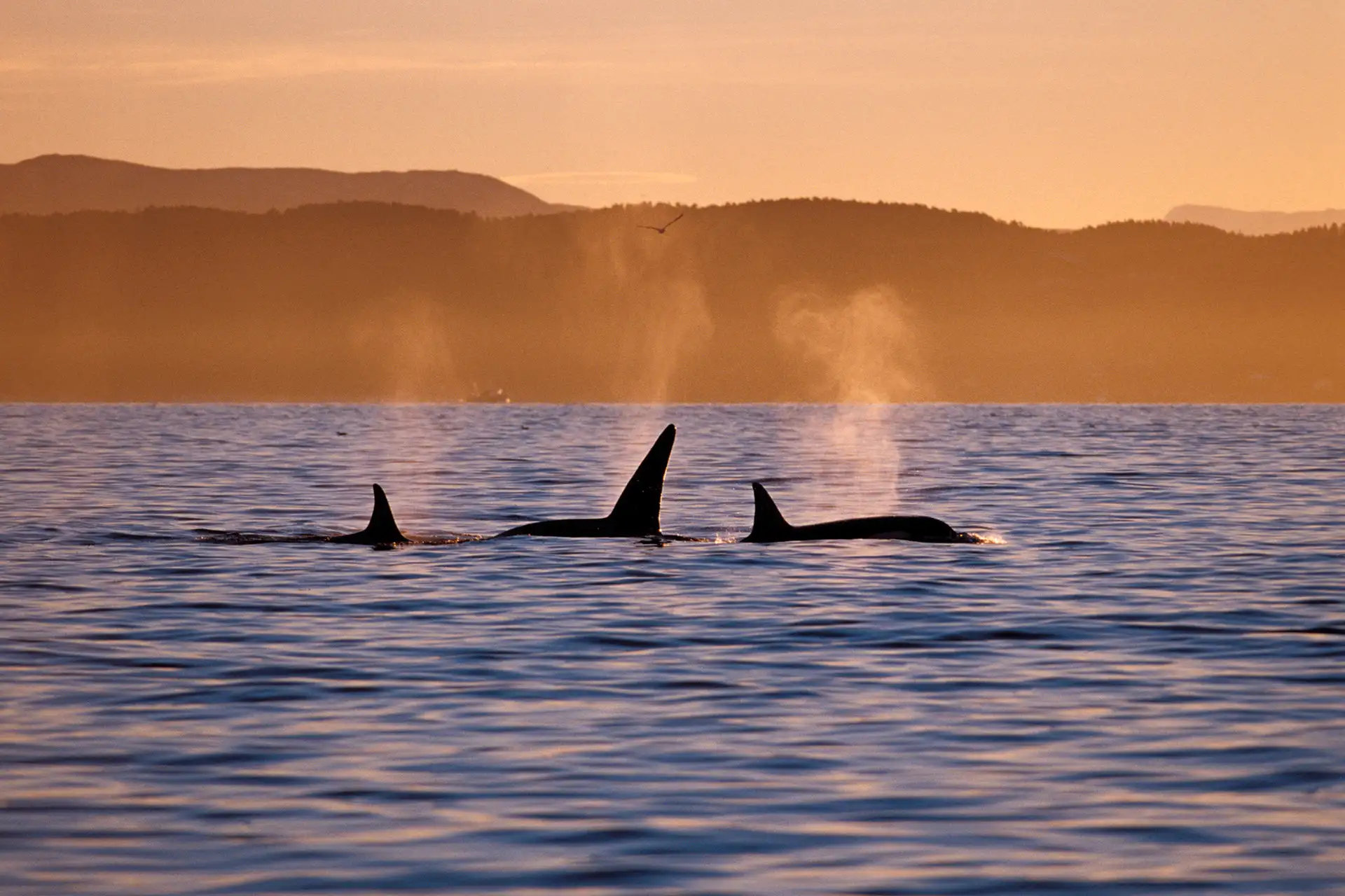 Stokmarknes Travel Guide | Visit Stokmarknes | Hurtigruten