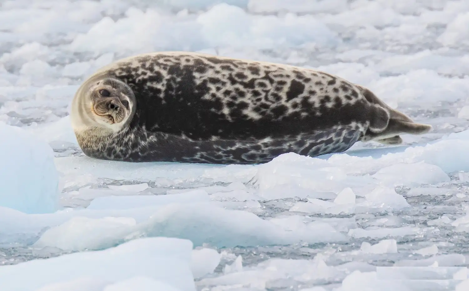 Nature and wildlife in Svalbard | Learn more about Arctic wildlife ...