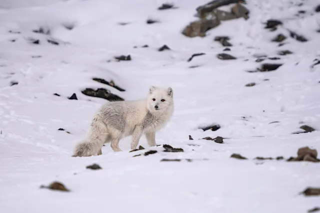 Nature and wildlife in Svalbard | Learn more about Arctic wildlife ...