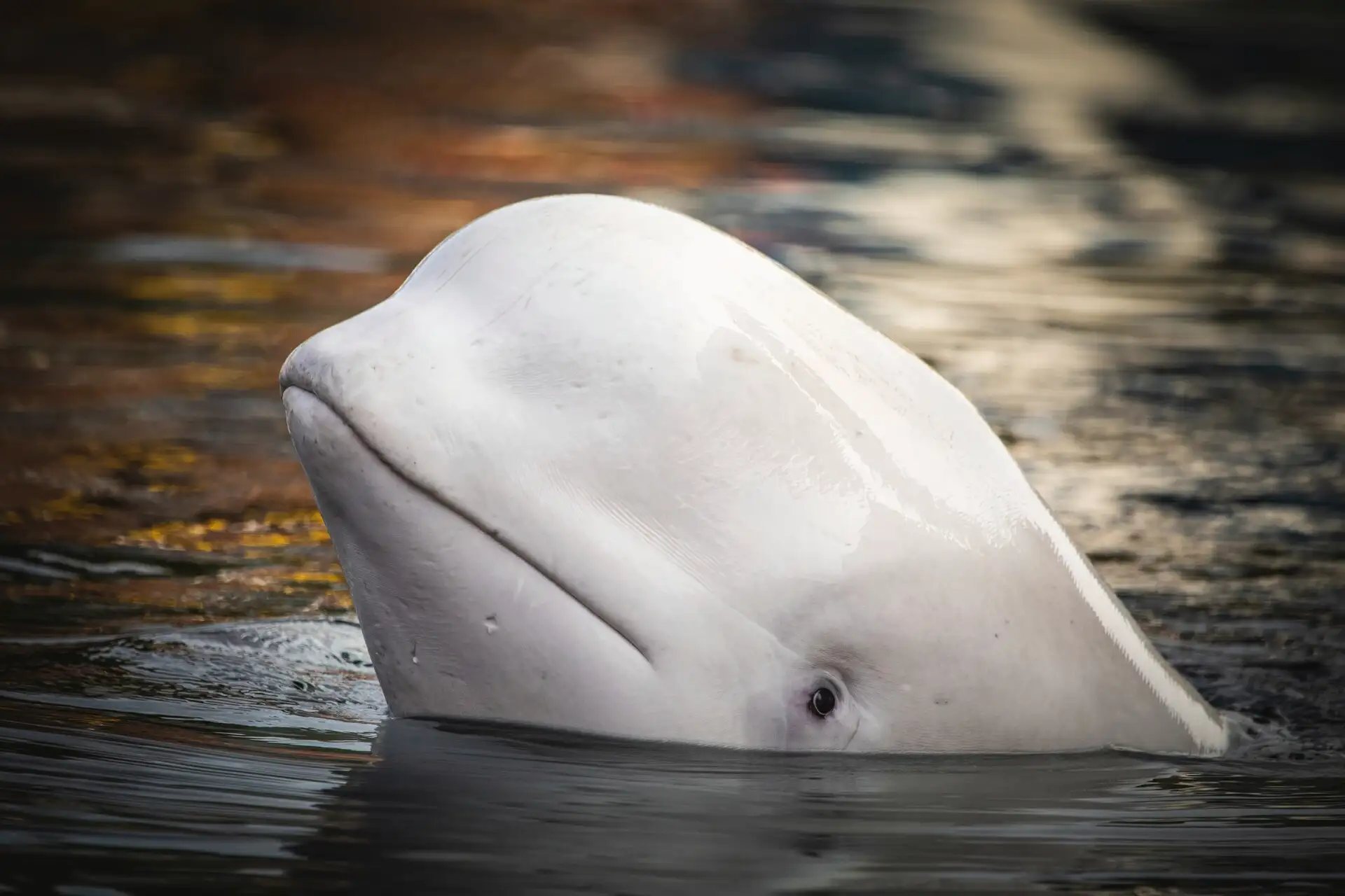 Nature and wildlife in Svalbard | Learn more about Arctic wildlife ...