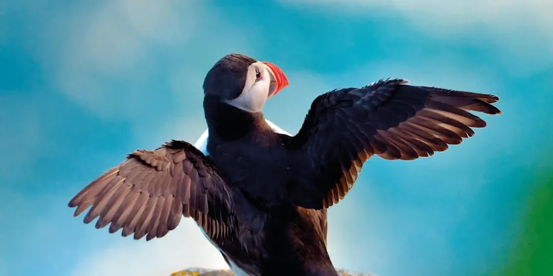 For the past 10 years, Hurtigruten and RSPB have been working together ...