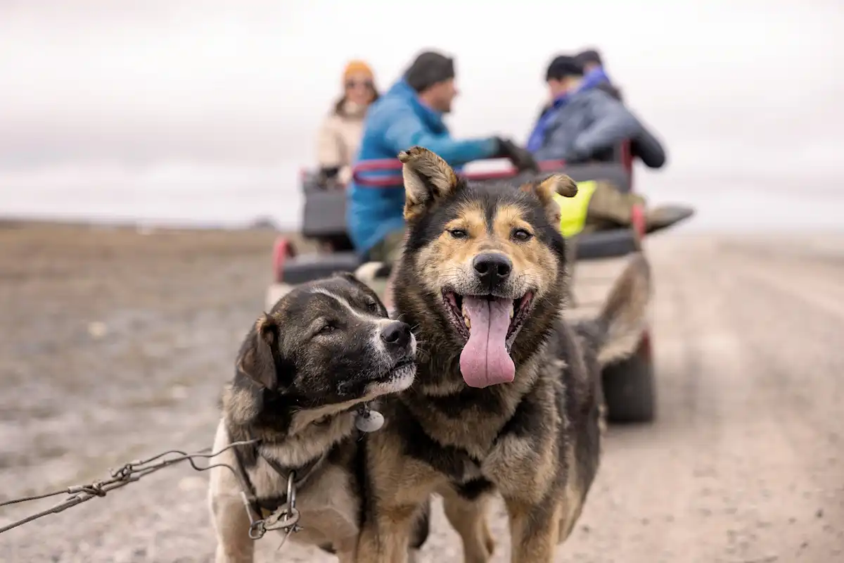 Experience Dog Sledding and Husky Tours in Norway | Hurtigruten UK