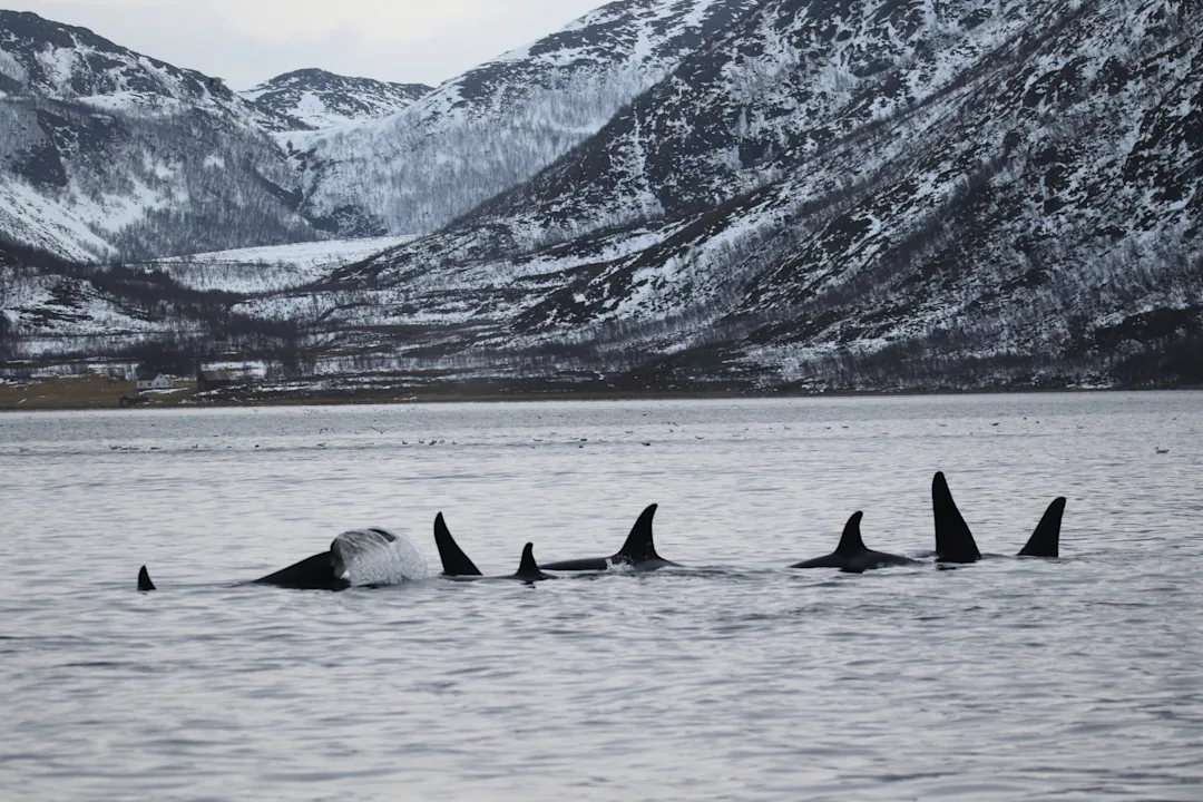 Whale Watching in Norway | Whale safaris in Tromsø | Hurtigruten US