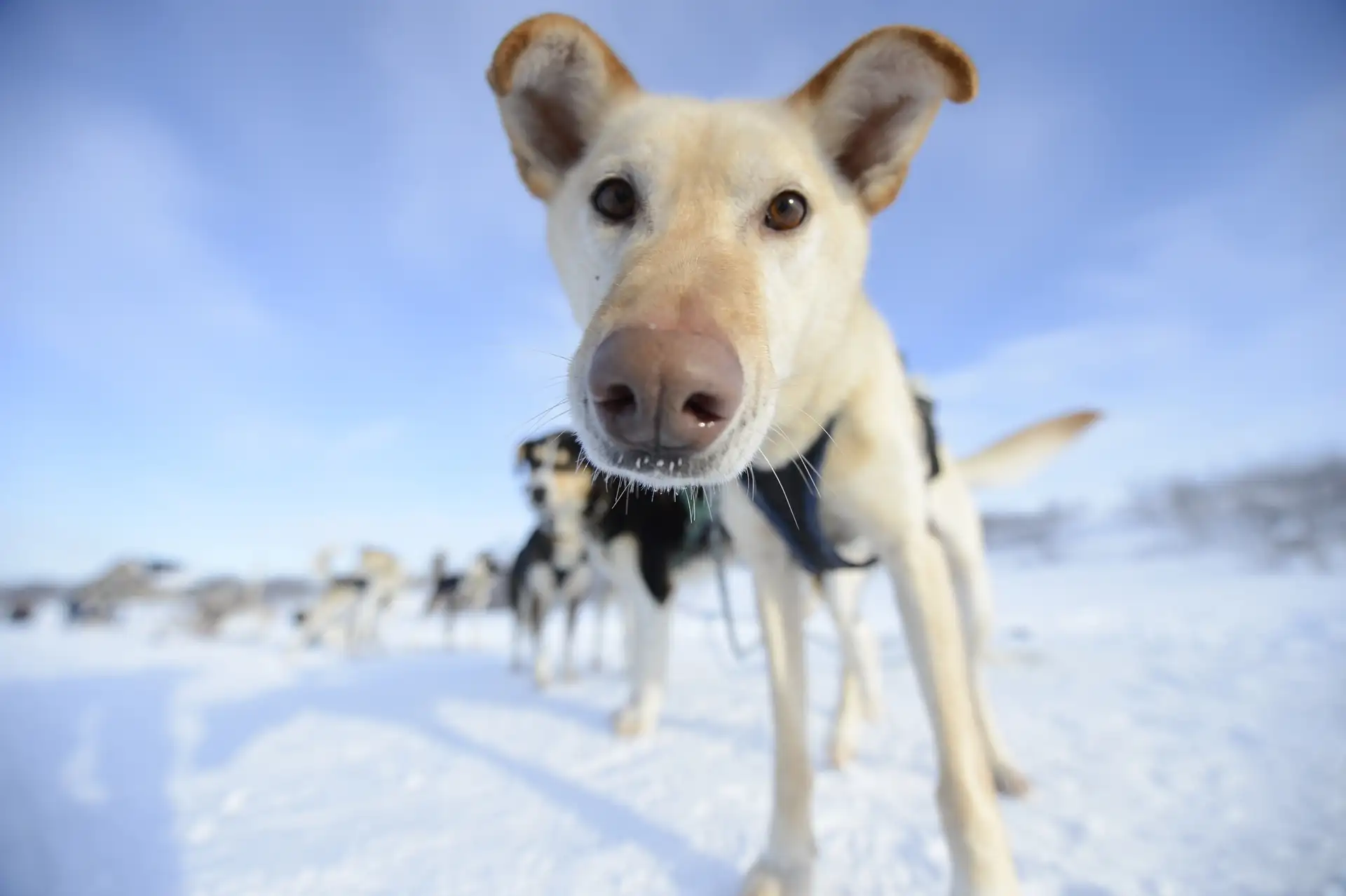 Dog Sledding and Husky Tours in Norway | Hurtigruten