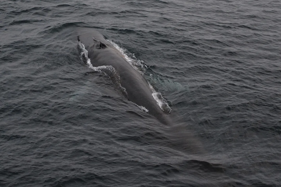 Natur og dyreliv på Svalbard | Lær mer om dyrelivet i Arktis | Hurtigruten NO