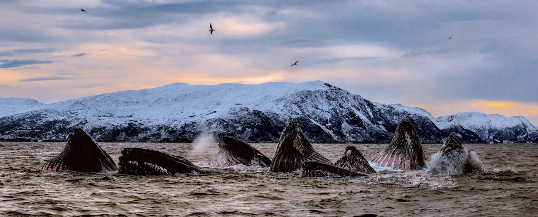 Experience Whale Safaris in Norway | Hurtigruten