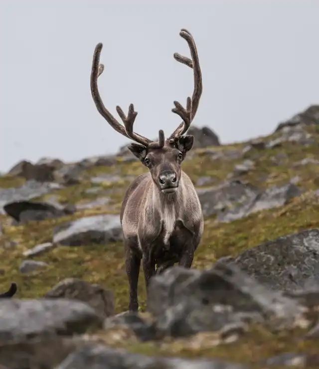 Grand Nordic Adventure – Finland, Norway & Iceland | Hurtigruten UK