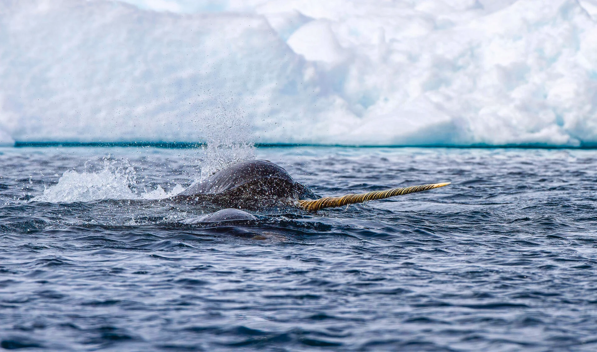 Natur og dyreliv på Svalbard | Lær mer om dyrelivet i Arktis | Hurtigruten NO