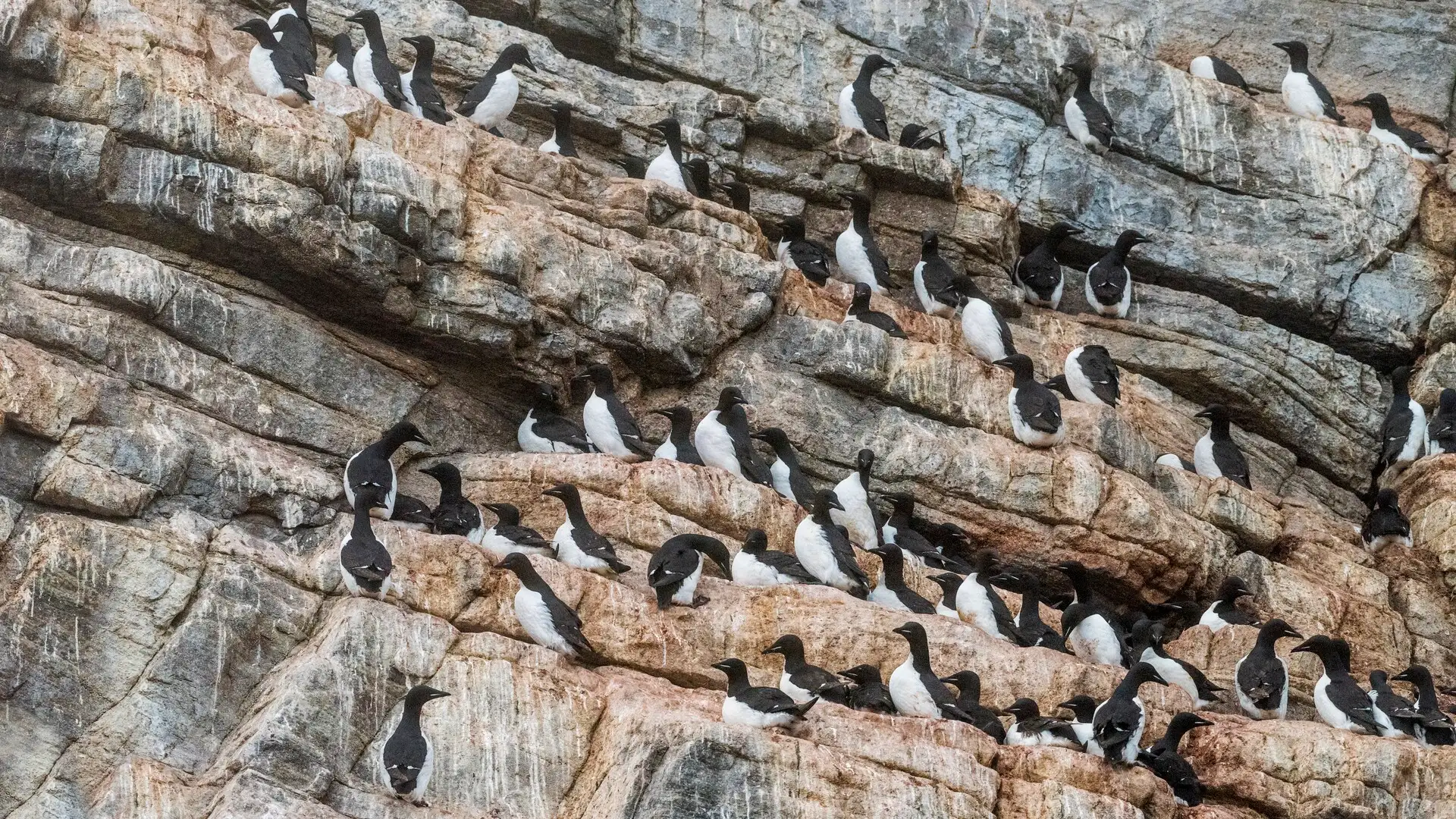 Natur og dyreliv på Svalbard | Lær mer om dyrelivet i Arktis | Hurtigruten NO