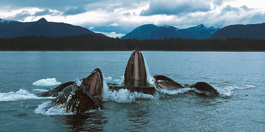 Whales of Norway| Norwegian Coast Wildlife | Hurtigruten US