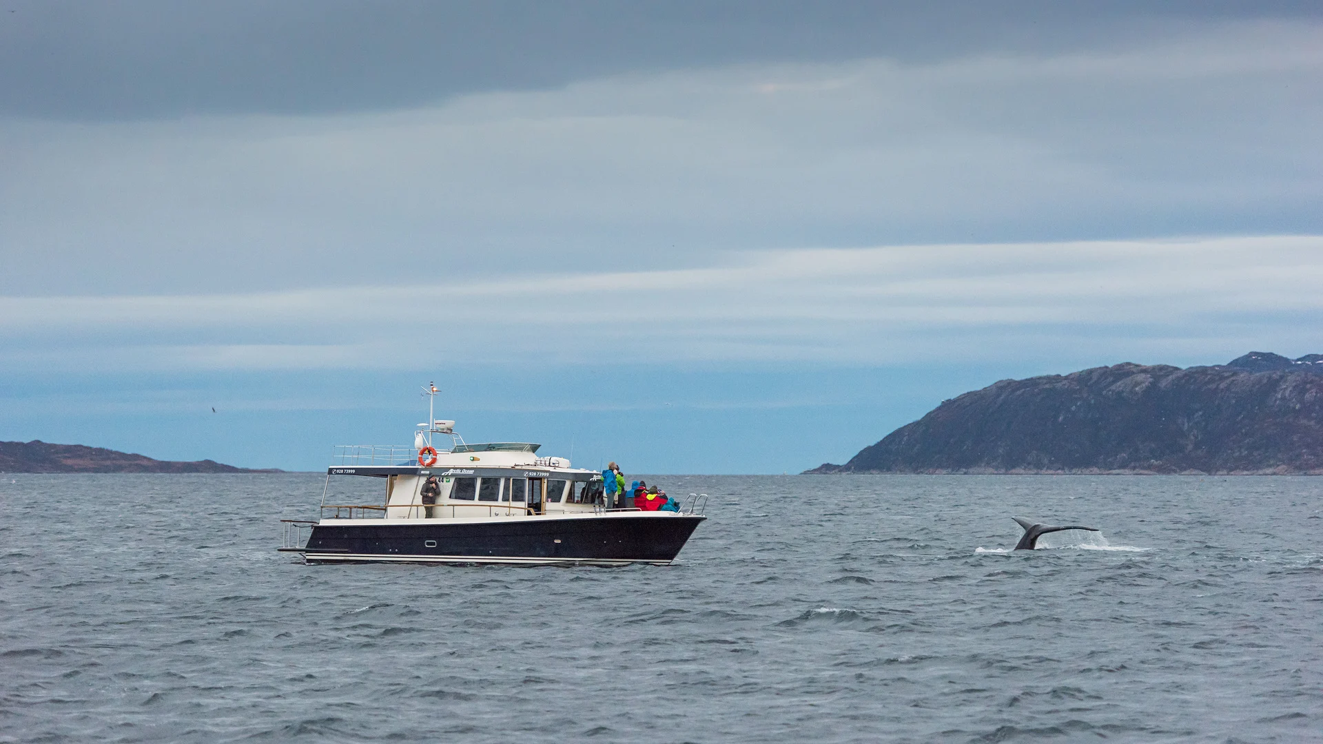 Experience Whale Safaris in Norway | Hurtigruten