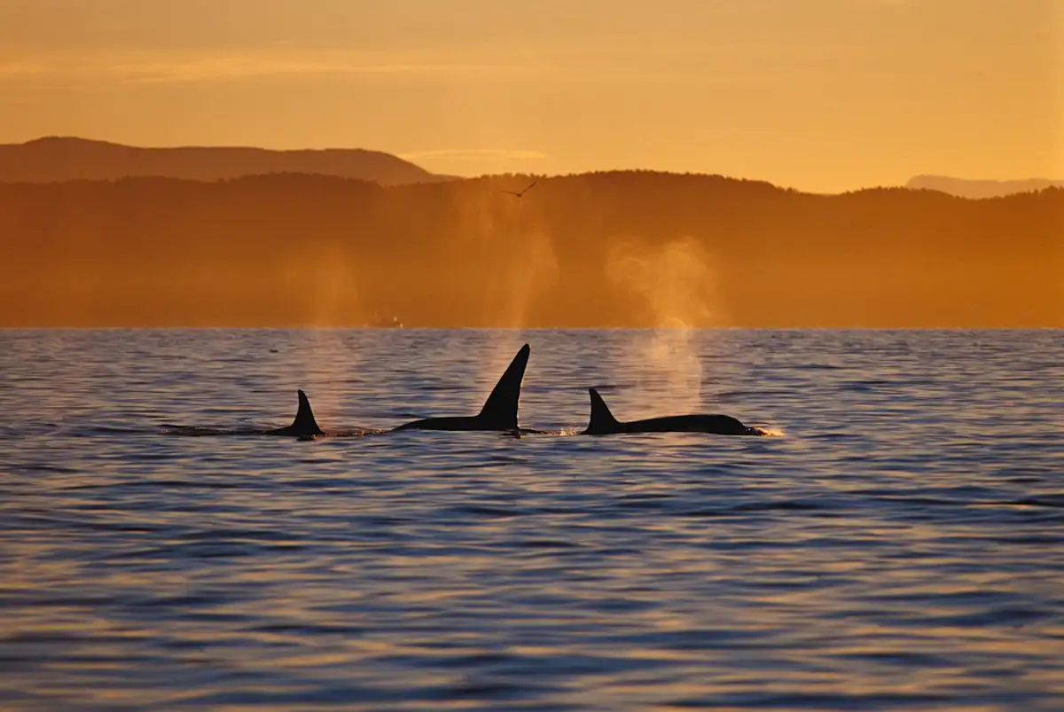 Whale watching in Norway | Hurtigruten UK