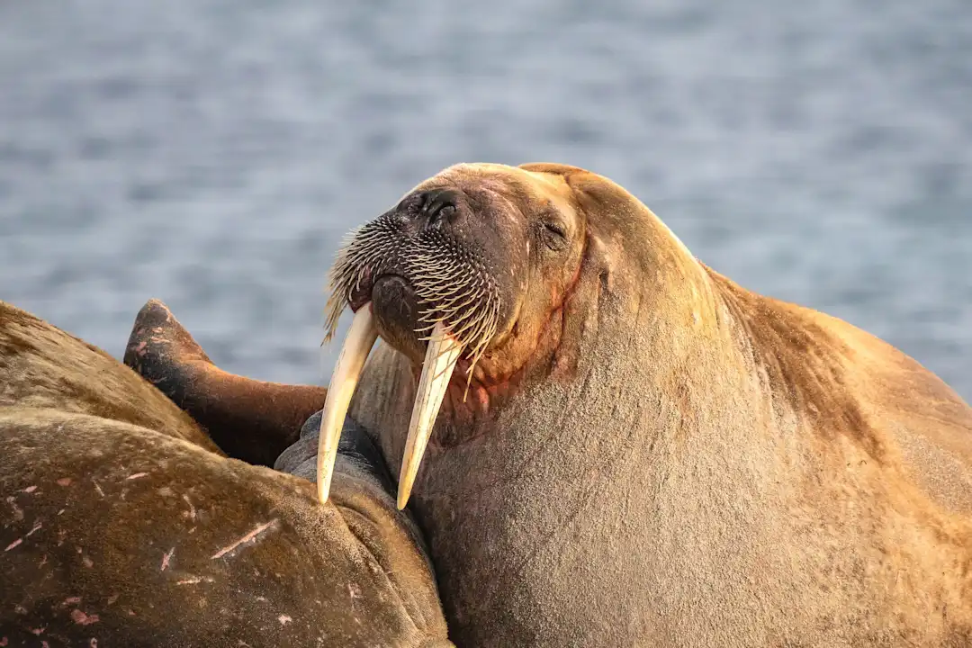 Svalbard Travel Guide | Everything you need to know about Svalbard ...