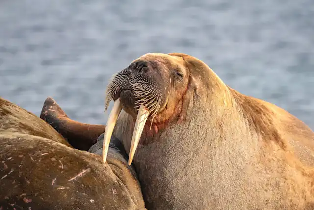 Svalbard Travel Guide | Everything you need to know about Svalbard ...