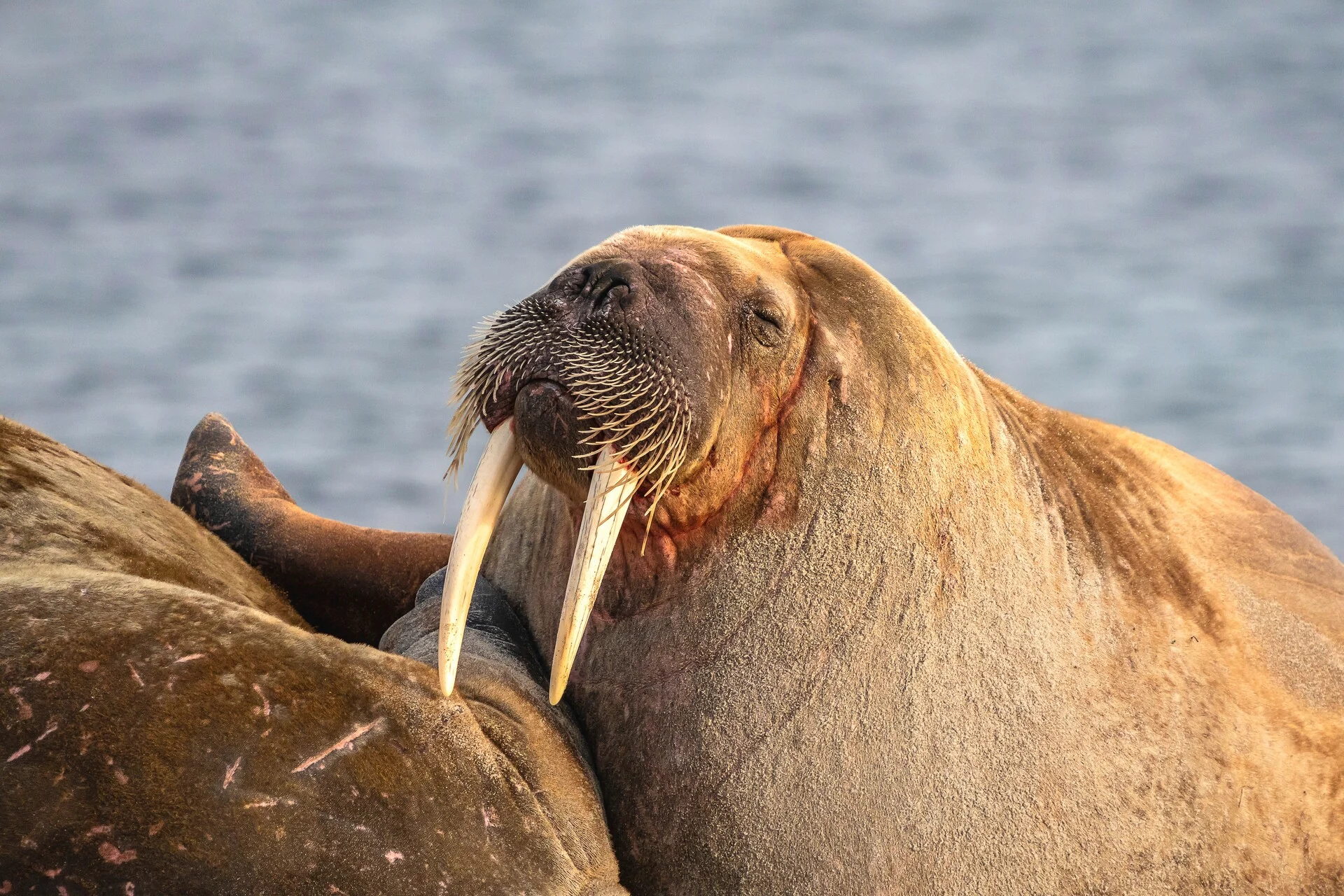 Natur og dyreliv på Svalbard | Lær mer om dyrelivet i Arktis ...