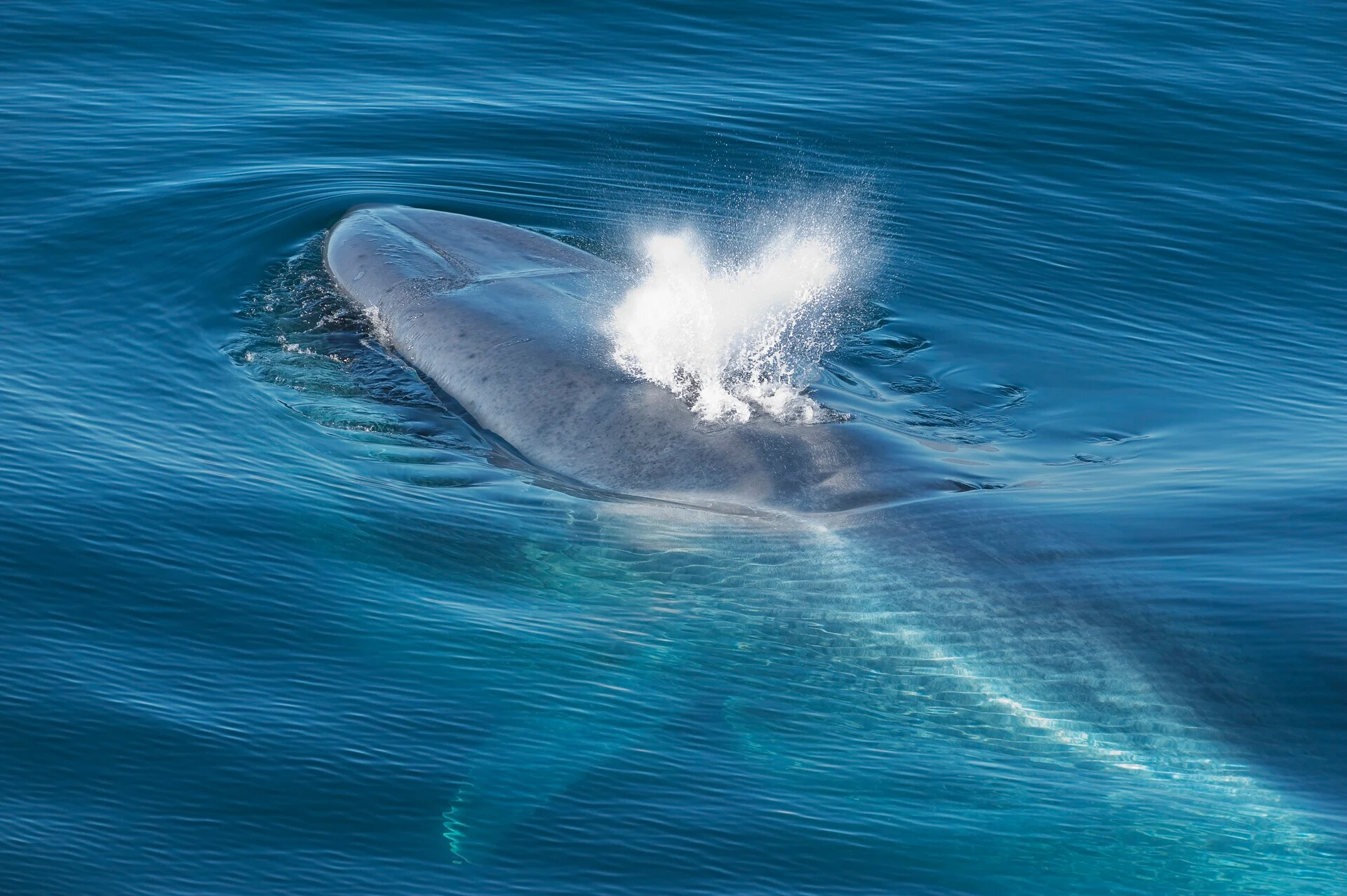 Djur och natur på Svalbard | Läs mer om det arktiska djurlivet ...