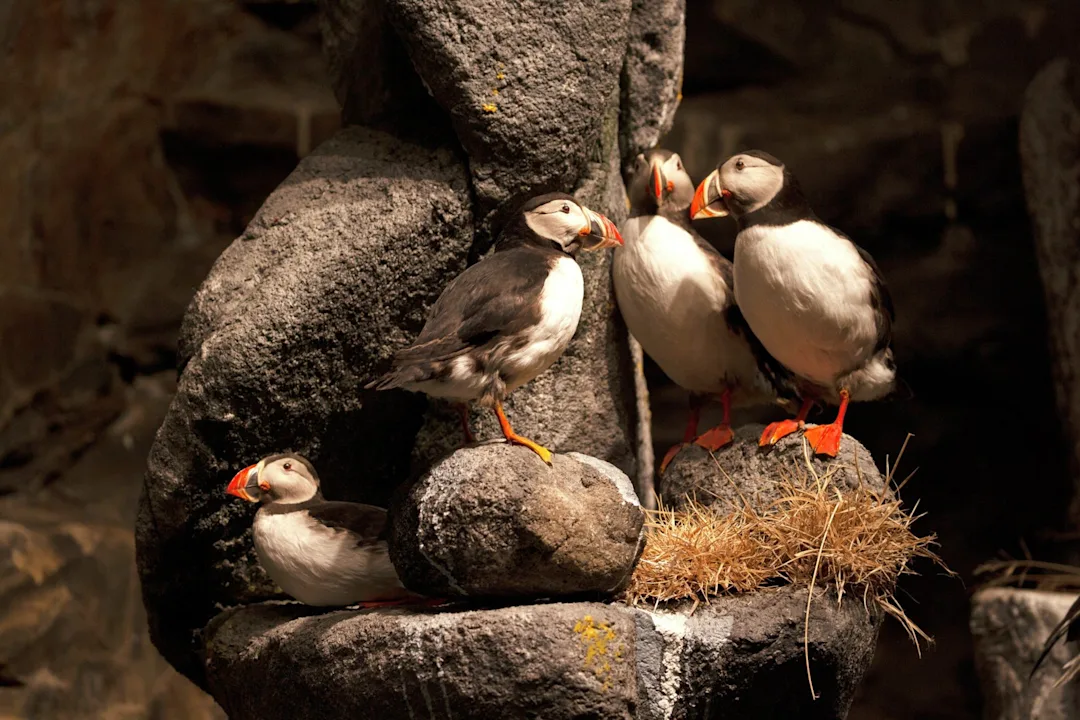 Atlantic Puffins | Norwegian Coast Wildlife | Hurtigruten US
