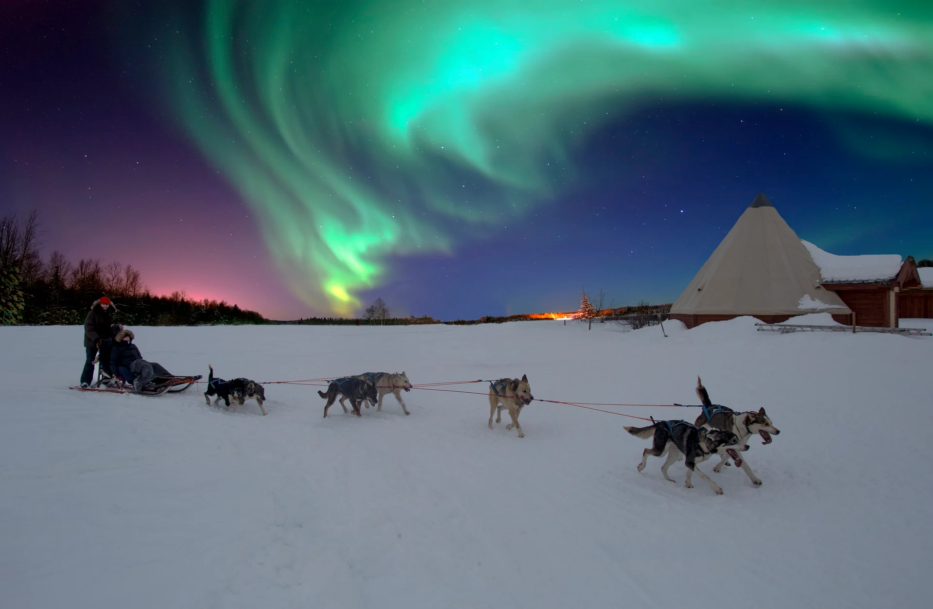 Experience Dog Sledding and Husky Tours in Norway | Hurtigruten