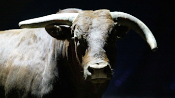 PBR mourns loss of legendary Little Yellow Jacket | PBR | Professional ...