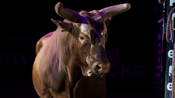Remembering Bushwacker (2006-2024) | PBR | Professional Bull Riders