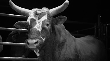 Three-time World Champion Bull Bushwacker passes away | PBR ...