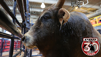 HD Page remembers SweetPro’s Bruiser on the eve of receiving Brand of ...