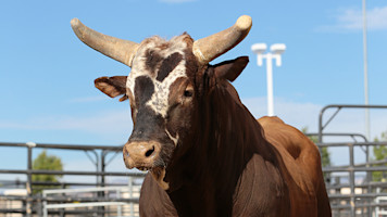 Bushwacker named $1 million bounty bull for Iron Cowboy V | PBR ...