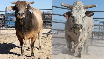 End of an era with SweetPro’s Bruiser and Smooth Operator now retired ...