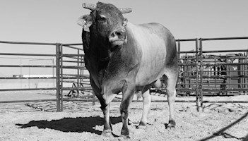 Three-time World Champion Bull SweetPro’s Bruiser passes away | PBR ...