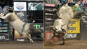Billings draw: Bruiser bucking twice, Smooth Operator returning ...