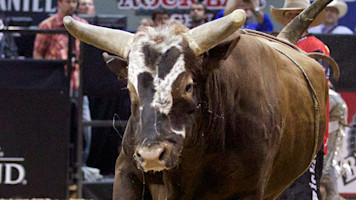 Bushwacker has history of round victories | PBR | Professional Bull Riders