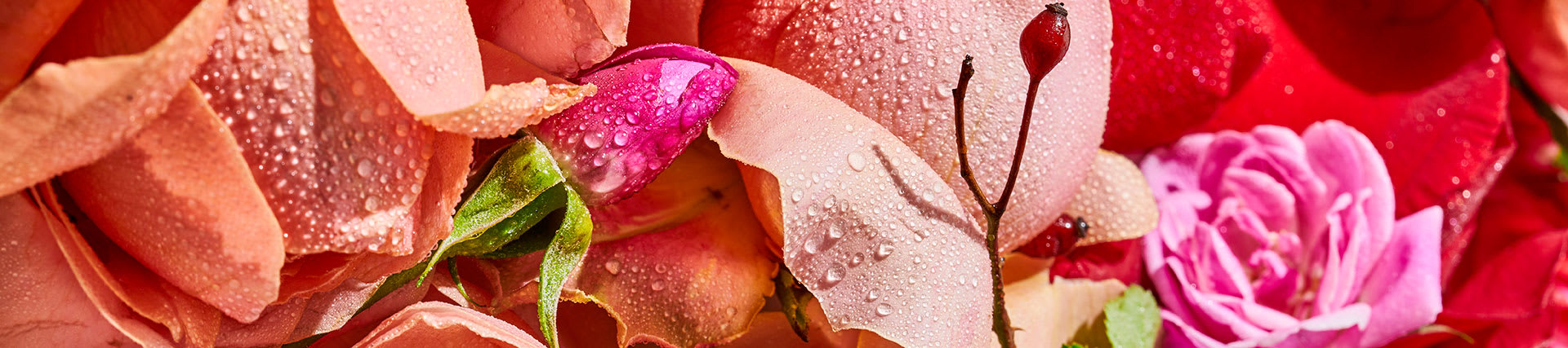 Qu’est-ce que l’essence de rose pour les cheveux? | Herbal Essences