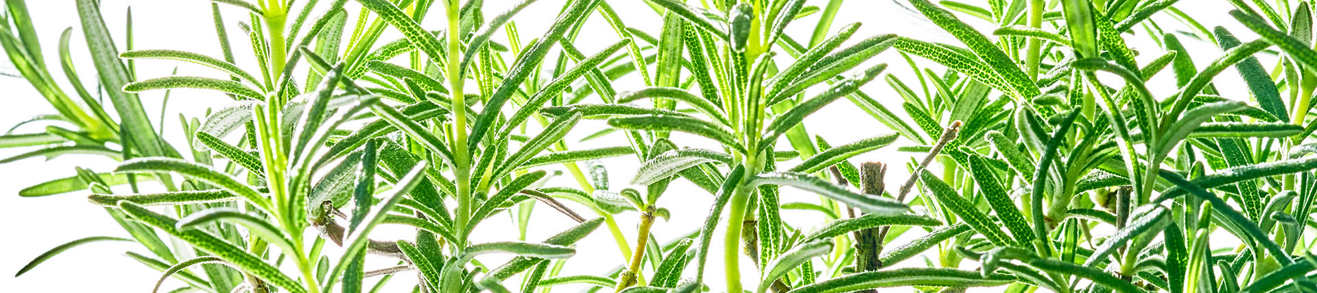 Quels sont les bienfaits de l’huile de romarin pour les cheveux ...