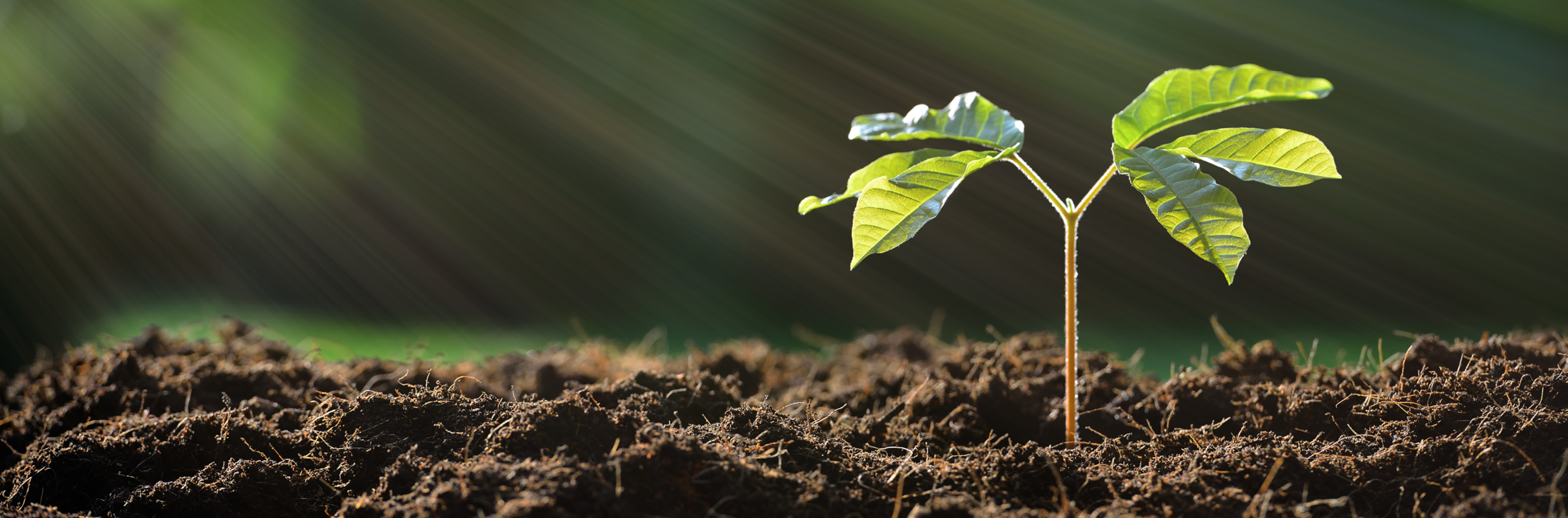 God havejord ⇒ Guide til humus & spagnumjord | XL-BYG