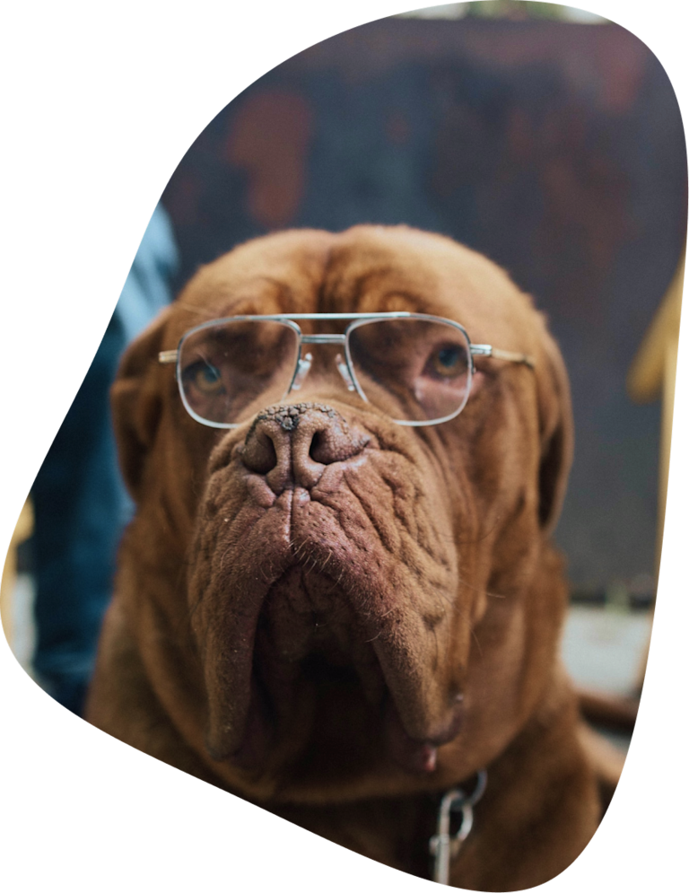 Pawp | Pet supermarket - pet food, supplies, and meds with free shipping