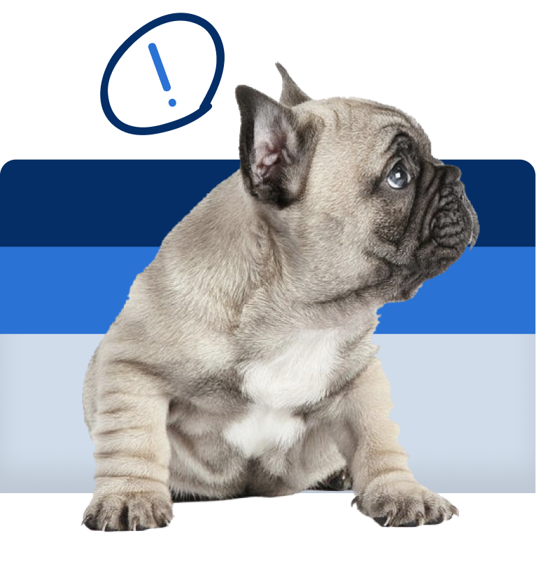 Pawp | The Digital Health Clinic For Your Pet