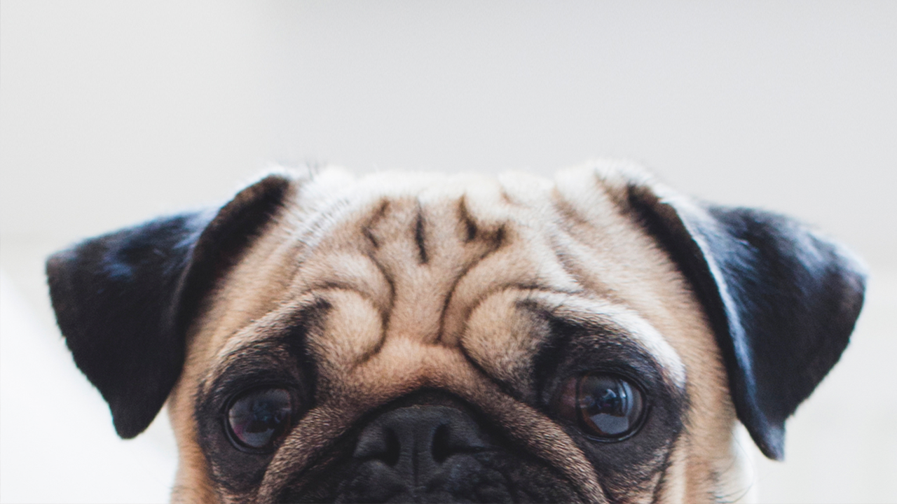 Blind Dogs: Signs, Causes & How To Care For Them