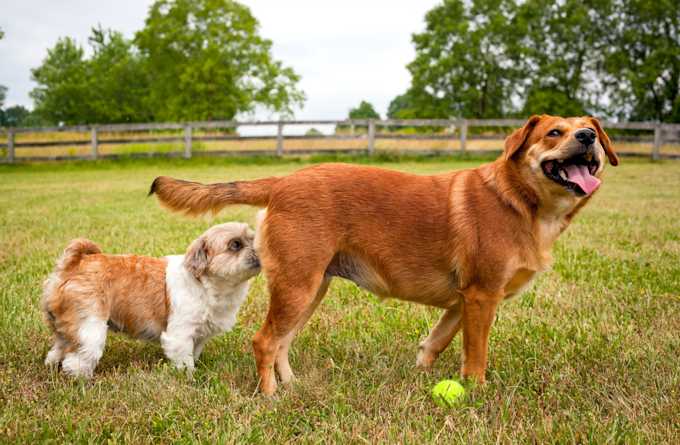 Why Do Dogs Sniff Each Other's Butts?
