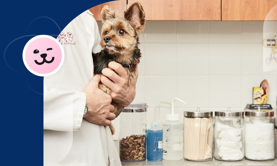 Pawp | The Digital Health Clinic For Your Pet