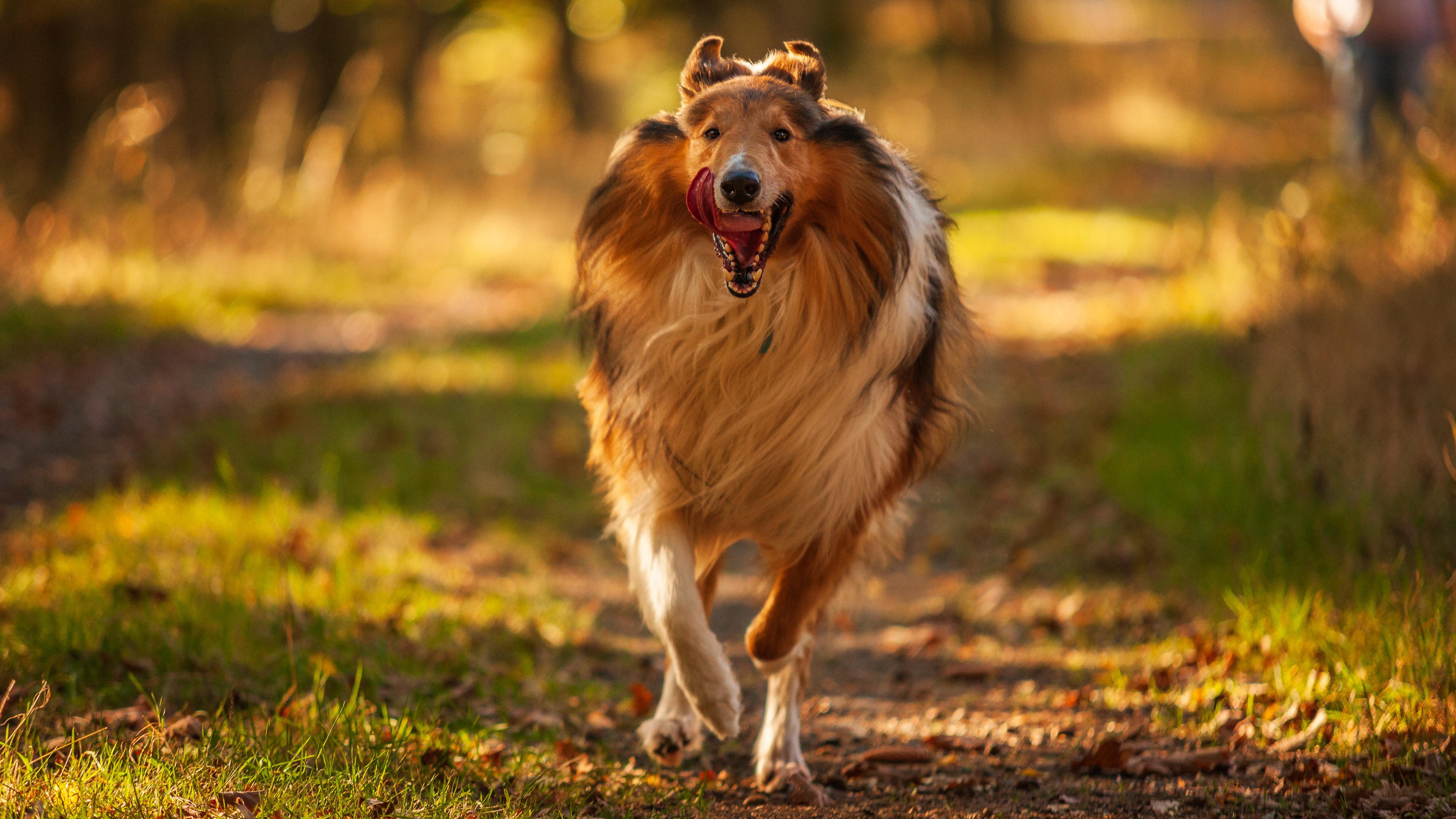 How Much Exercise Does My Dog Really Need?