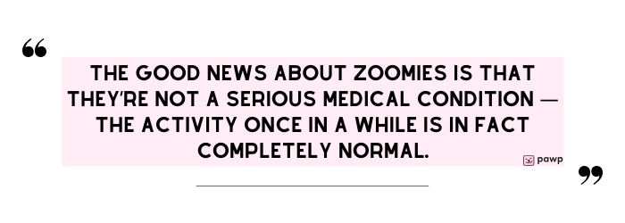 Zoomies: What To Do When Your Dog Has Too Much Pent-Up Energy
