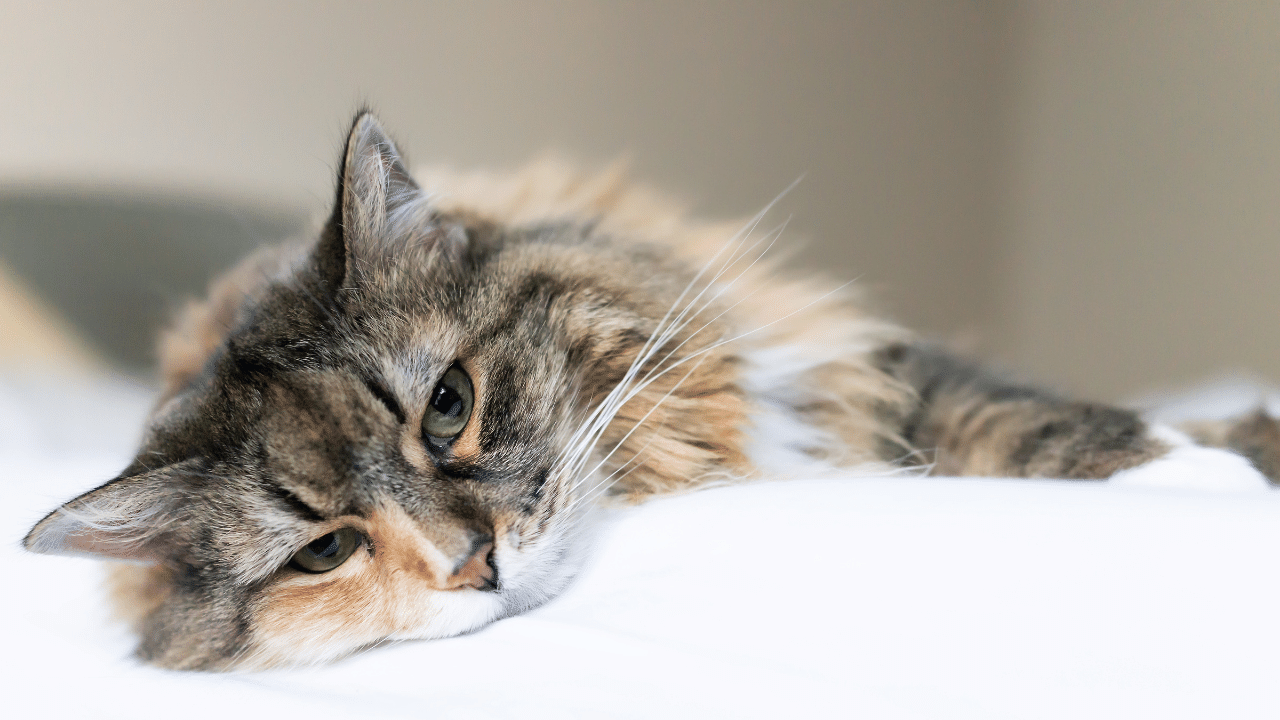 Cat Seizures: Signs, Causes, Treatment & Prevention