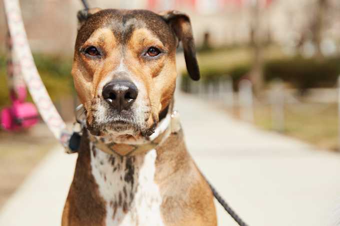 6 Essential Commands To Teach Your Dog (And How)