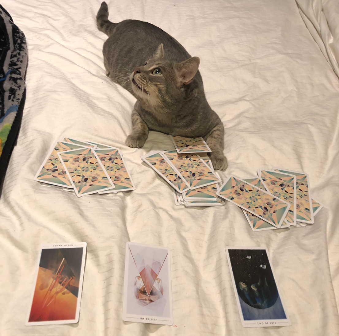 I Read My Cat's Tarot Cards & Have Confirmed We're Actually Soul Mates