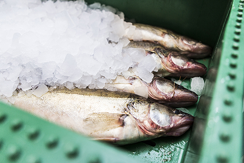 Kotimaista kuhaa lautasille - S-ryhmä
