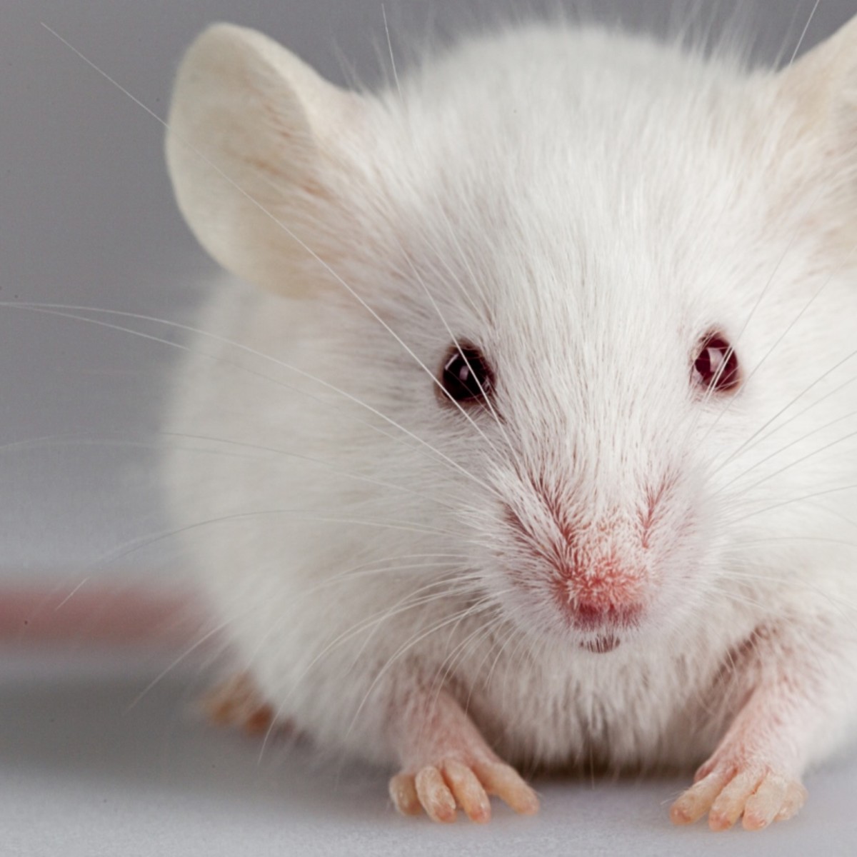 11 Facts About Animal Testing DoSomething 11-facts-about-animal-testing-dosomething
